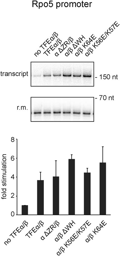 Figures And Data In Archaeal Tfeαβ Is A Hybrid Of Tfiie And The Rna