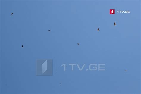 ვაშლოვანის ნაკრძალი ირაკლი გედენიძის ფოტოამბავი 1tv