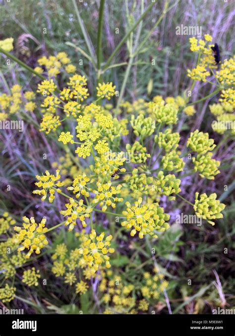 Invasive Wild Parsnip Stock Photo Alamy