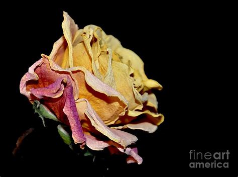 Rose Photograph By Sylvie Leandre Fine Art America