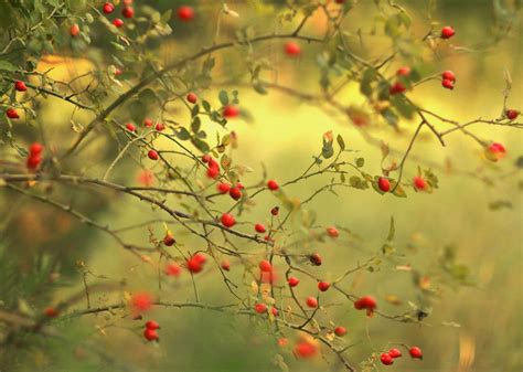 Приказки от шипковия храст Author Grigoriy Nedelkov Doubleg Photo Forum