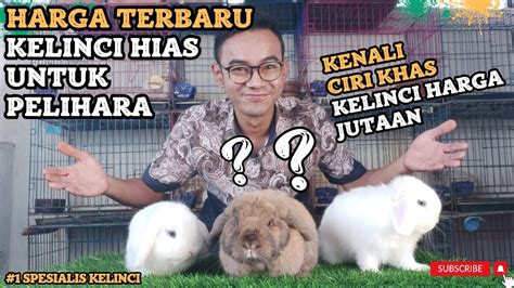 Wow bisa JUTAAN ! HARGA KELINCI HOLLAND LOP dan CIRINYA #kelinci # ...