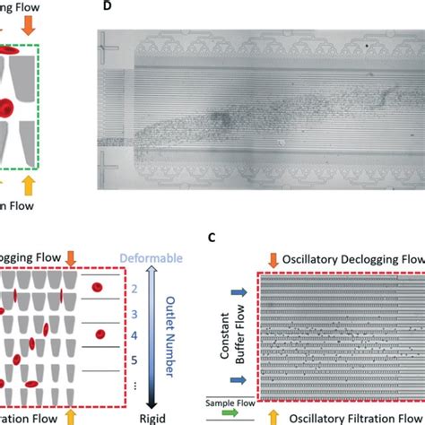 microfluidic ratchet sorting device operation a tapered funnel