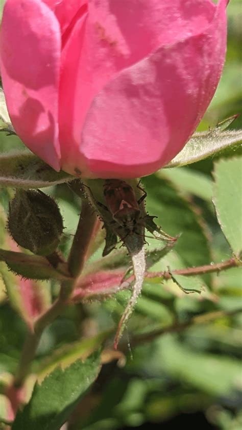 I Checked Ever Garden Bug Chart I Could Find What Is This Bug R Whatisthisbug