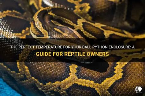 The Perfect Temperature For Your Ball Python Enclosure A Guide For Reptile Owners PetShun