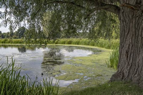 Algae Is Taking Over Stock Image Image Of Environment 287596255