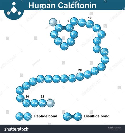 Calcitonin Hormone Peptide Structure Human Thyrocalcitonin Stock Illustration 472186903
