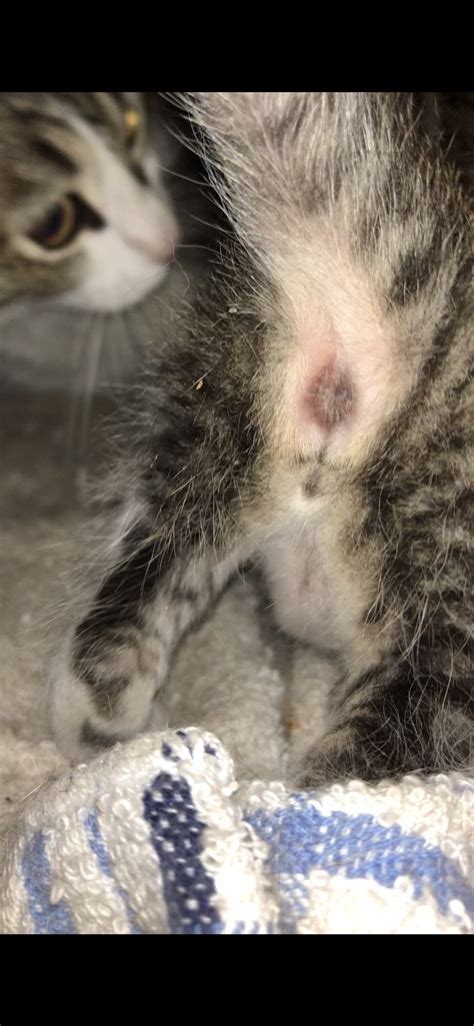 Help Sexing Kittens Thecatsite