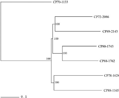 Phenetic Tree Based On Microsatellite Derived Genetic Distances Between