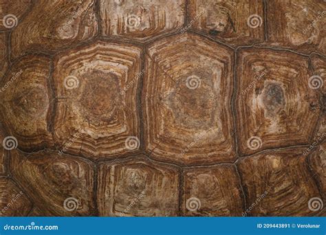 The Shell Of A Giant Turtle Close Up Background Texture And Carapace Pattern Stock Image