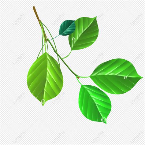 벚꽃 잎 Png 일러스트 무료 다운로드 Lovepik