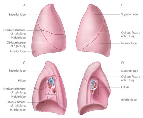 Right Middle Lobe Lung Captions Week