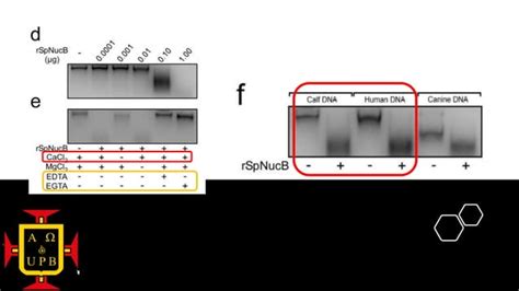 Staphylococcus Pseudintermedius Methicillin Resistant PDF