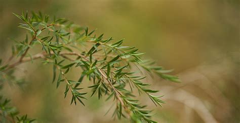 유토이미지 열대기후의 자연 숲 식물 녹색 잎 열대식물로 만든 창의적인 레이아웃