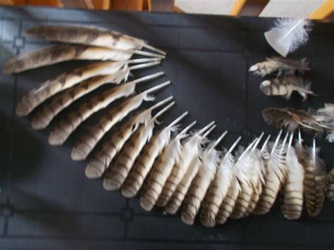 Type De Plumes M D