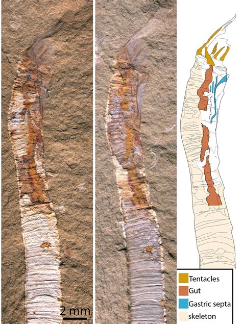 500 Million Year Old Fossils Solve A Centuries Old Riddle In The