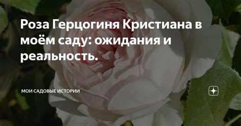 Роза Герцогиня Кристиана в моём саду: ожидания и реальность. | Мои ...