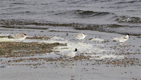 Dungeness Birding Terns And Waders