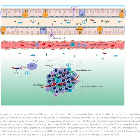 The Role Of Commensal Microbes In Tumorigenesis And Progression