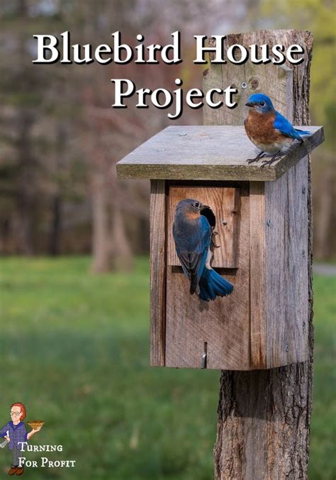 Where Is The Best Place For A Bluebird House Artofit