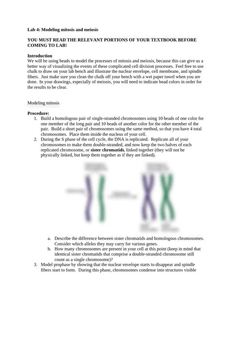 Visual Representation Of Mitosis And Meiosis Using Beads A Lab