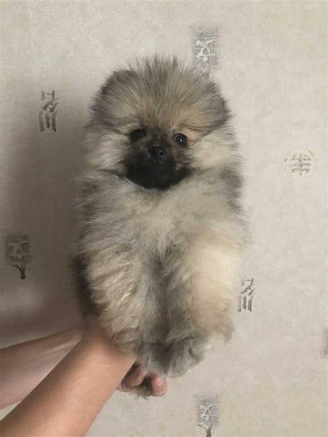 Как правильно расчесывать шпица Уход за шпицем в домашних условиях Все о маленьком друге Дзен