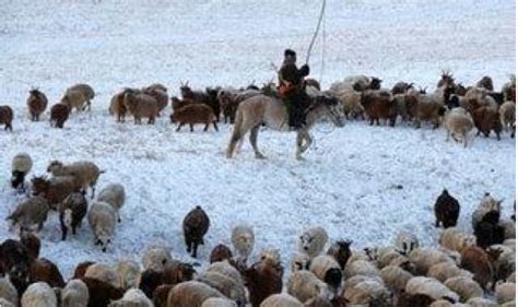 Малд яваад сураггүй болсон хүүхдийг эрэн хайж байна E Mn