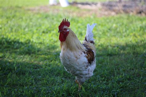 Roosters Domestic Ave The Male Has A Short Beak And Curve Flickr