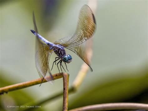Working Around Rolling Shutter Small Sensor Photography By Thomas Stirr