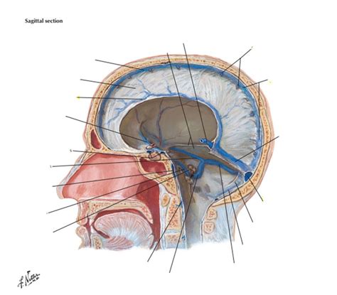 Brain Sinuses Diagram Quizlet