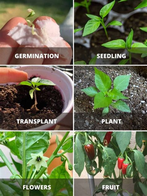 Growing Jalapenos 101 How To Grow Jalapenos From Seeds To Potted