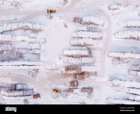 Log Storage Forest Winter Logging Sawmill Top View Aerial Photo