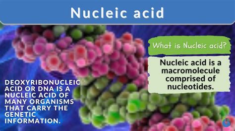 Examples Of Nucleic Acids In Life And Science