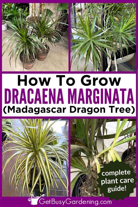 Dracaena Marginata Care Guide How To Grow Madagascar Dragon Tree Artofit