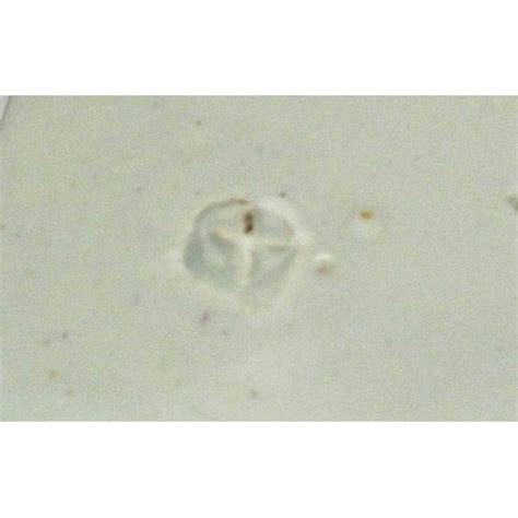 Possible Early Spode Mark