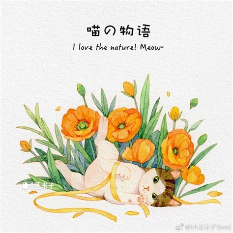 猫和花 花瓣网