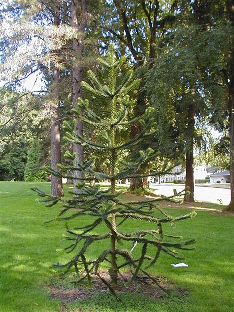 Monkey Puzzle Tree Trees Of Reed