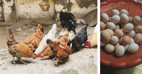 Desi Egg Price In Pakistan Current Rates Desieggpk