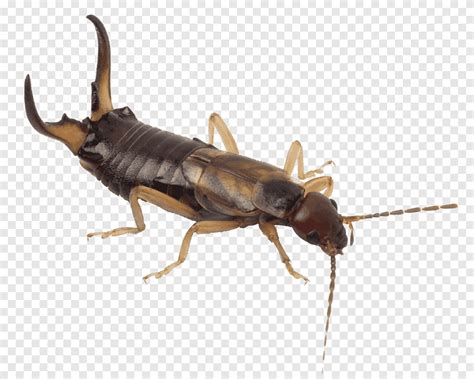 Pinza De La Cucaracha Europea Insecto Tijereta Europea Tijereta