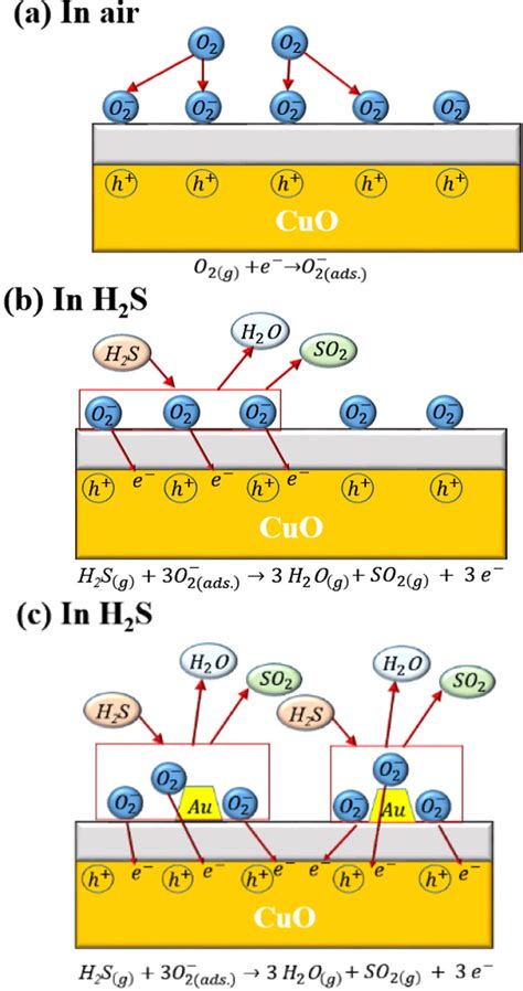 A In Air O Adsorbed Onto The Surface B H S Reacts With O To Download Scientific