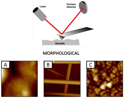 Atomic Force Microscopy A Powerful Tool To Address Scaffold Design In