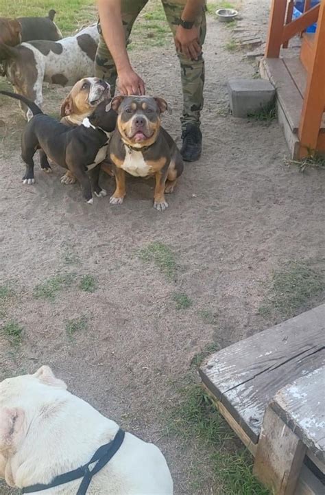 Look At Ryu Smile R Americanbully