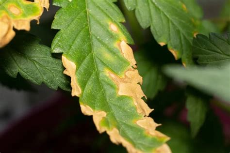 Identify And Fix Nutrient Lockout In Cannabis