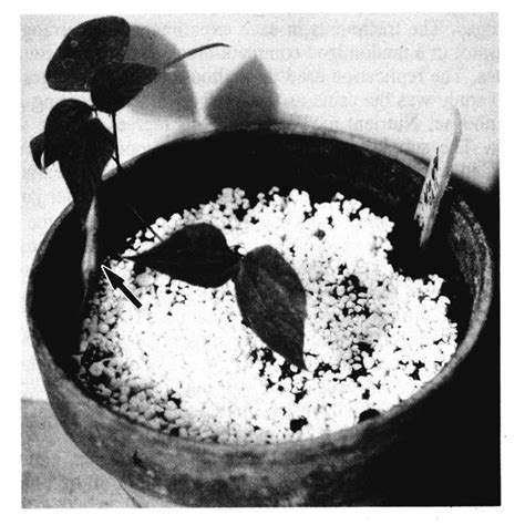 Regenerated Bean Plants R 0 Form Pedicel Derived Callus Producing Download Scientific