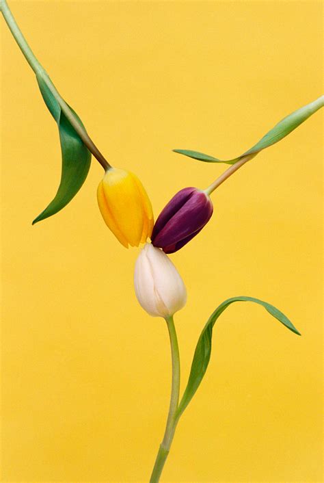 Kate Spade Su21 — Paula Codoner