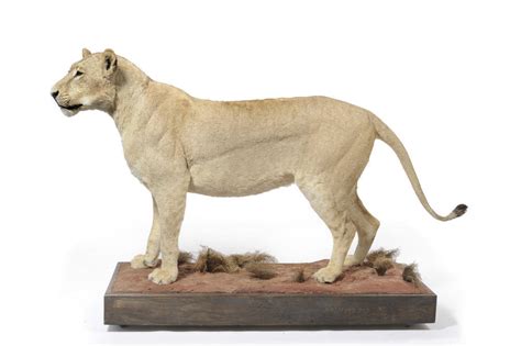 Lot 689 Lion Felis Leo Late 20th Century Female