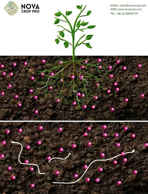 Novas New Product For Controlling Nematodes Nova Crop Protection