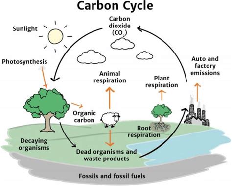 Desert Carbon Cycle Diagram