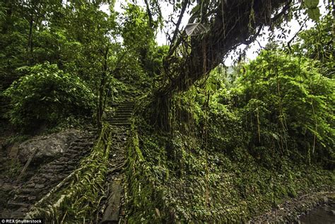 How Tribes In India Use Tree Roots To Make Living Bridges Daily Mail Online