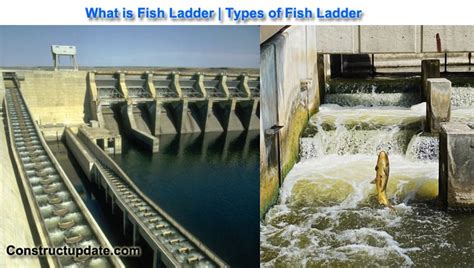 What Is Fish Ladder Fish Pass Structure Fish Steps Structure